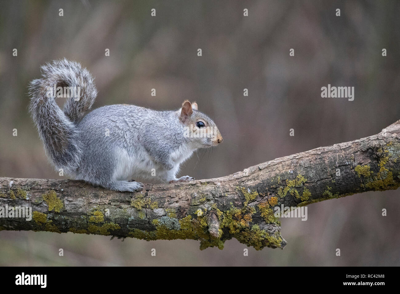 Grey bushy tail hi-res stock photography and images - Alamy