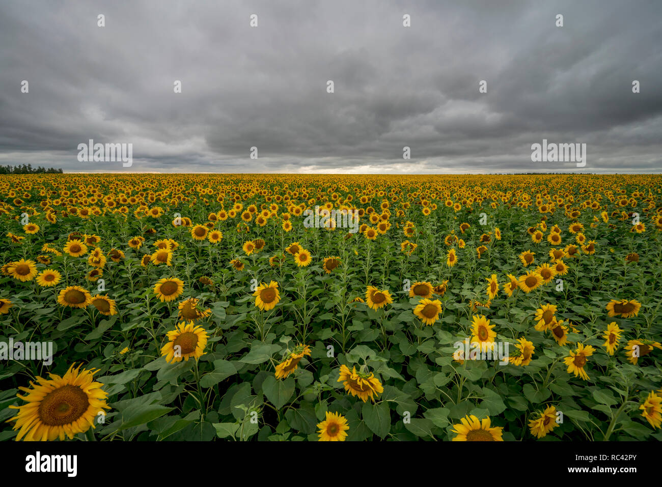 Sunflower field during the storm Stock Photo - Alamy