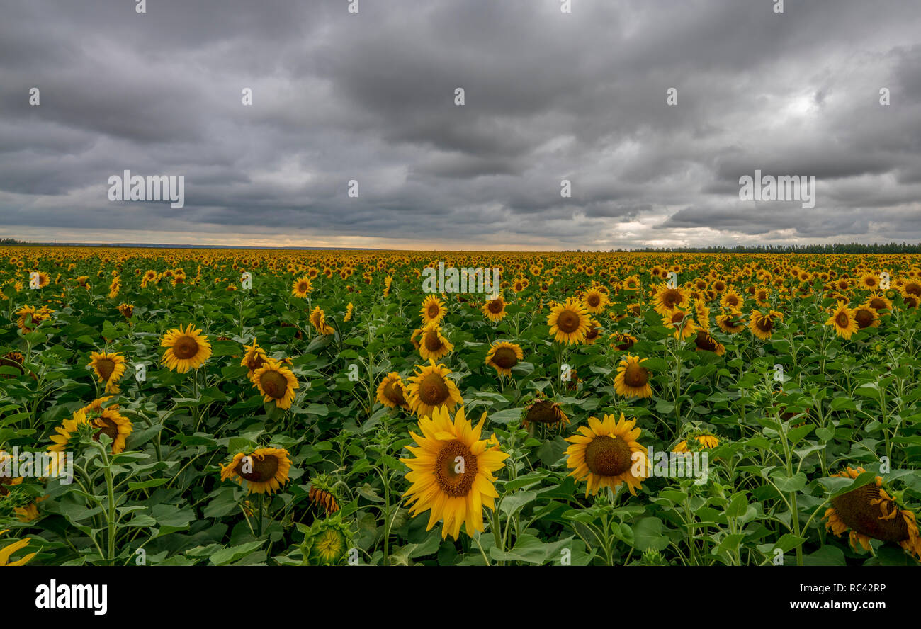 Sunflower field during the storm Stock Photo - Alamy