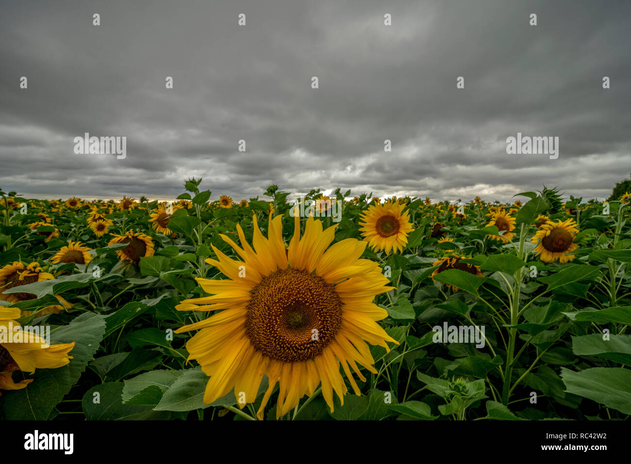 Sunflower field during the storm Stock Photo - Alamy