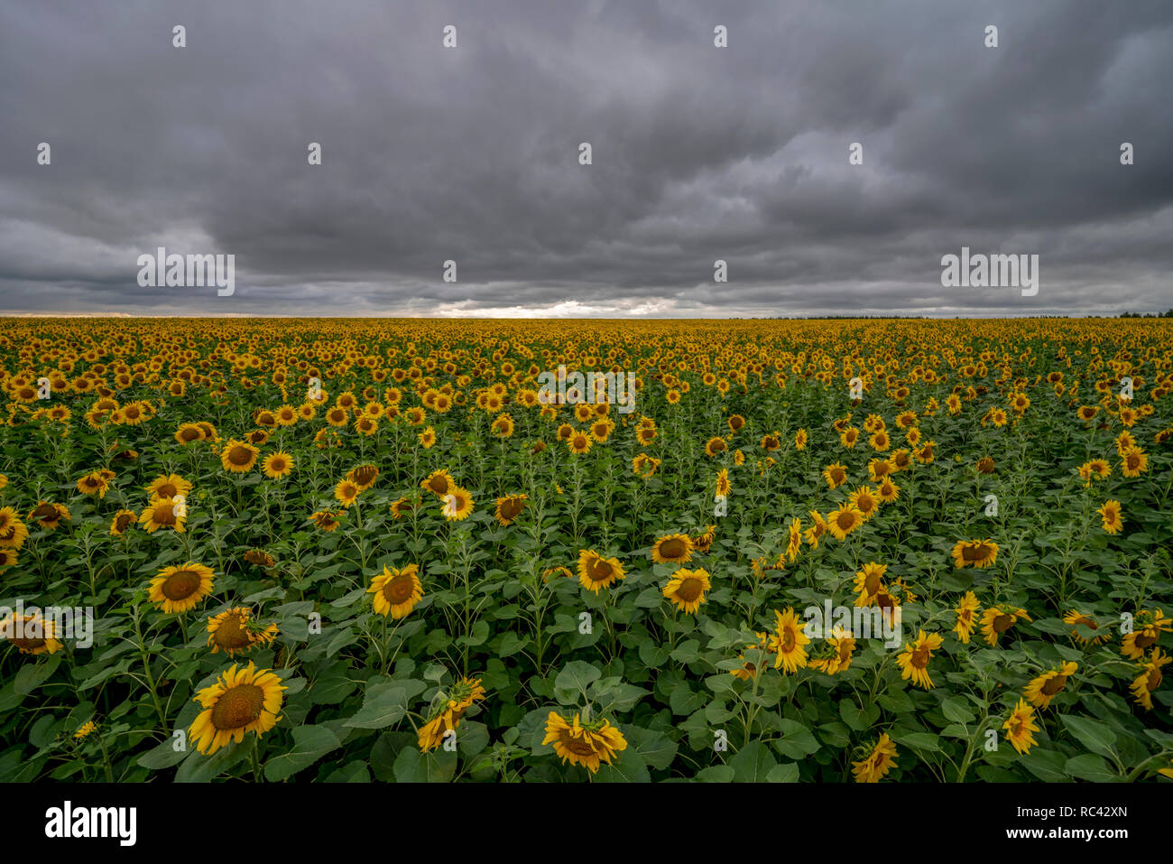 Sunflower field during the storm Stock Photo - Alamy