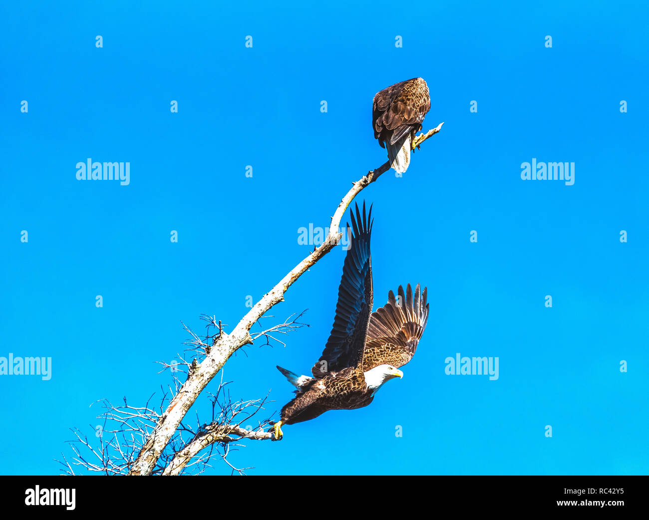 Female Bald Eagle Stock Photos & Female Bald Eagle Stock Images - Alamy