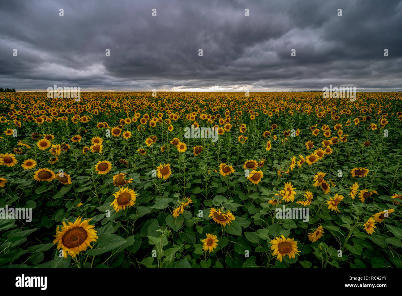 Sunflower field during the storm Stock Photo - Alamy