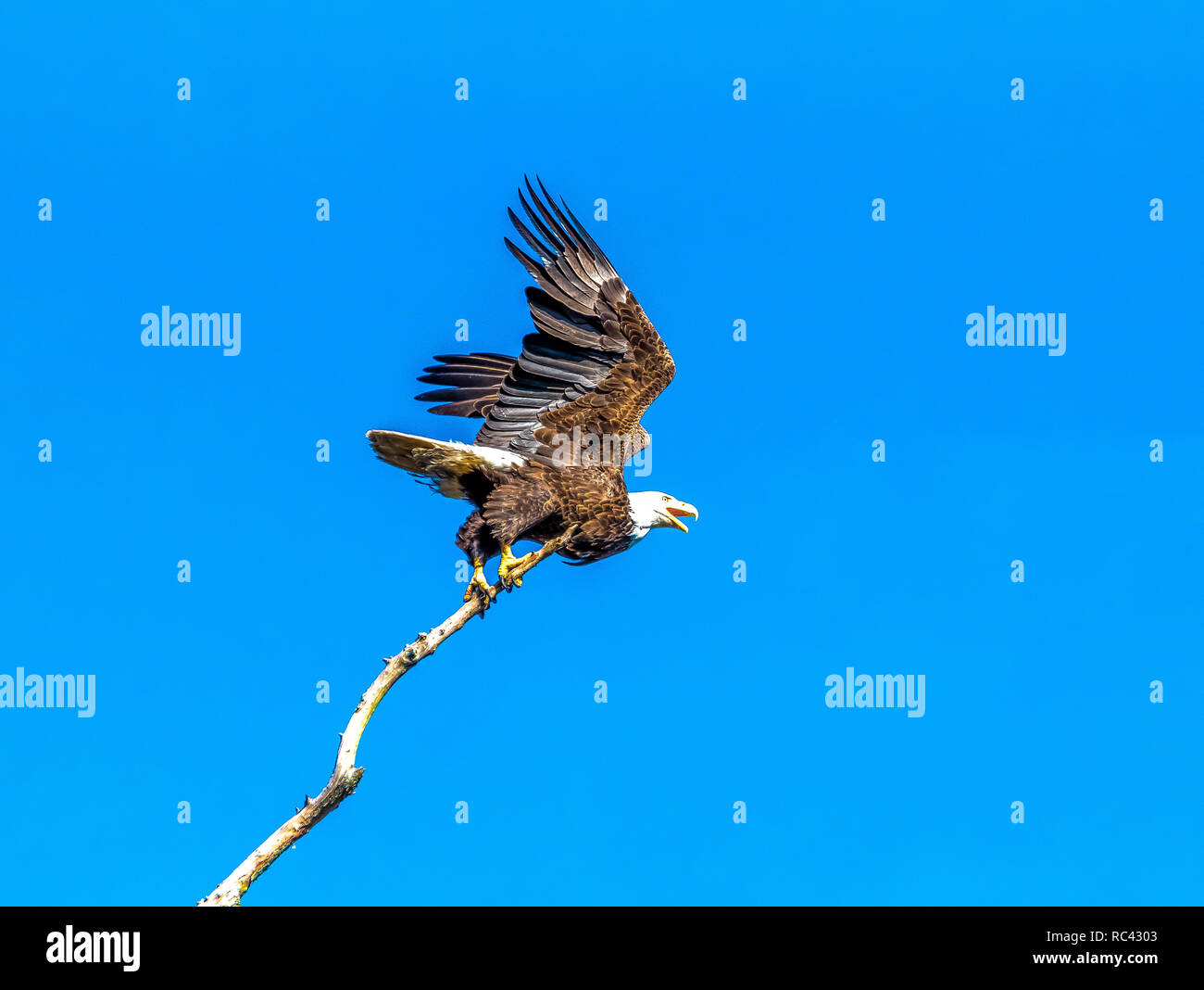 Bald Eagle Tail High Resolution Stock Photography and Images - Alamy
