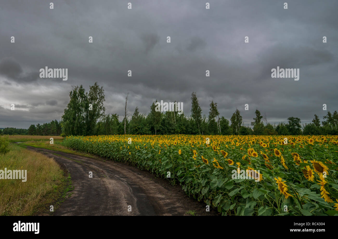Sunflower field during the storm Stock Photo - Alamy