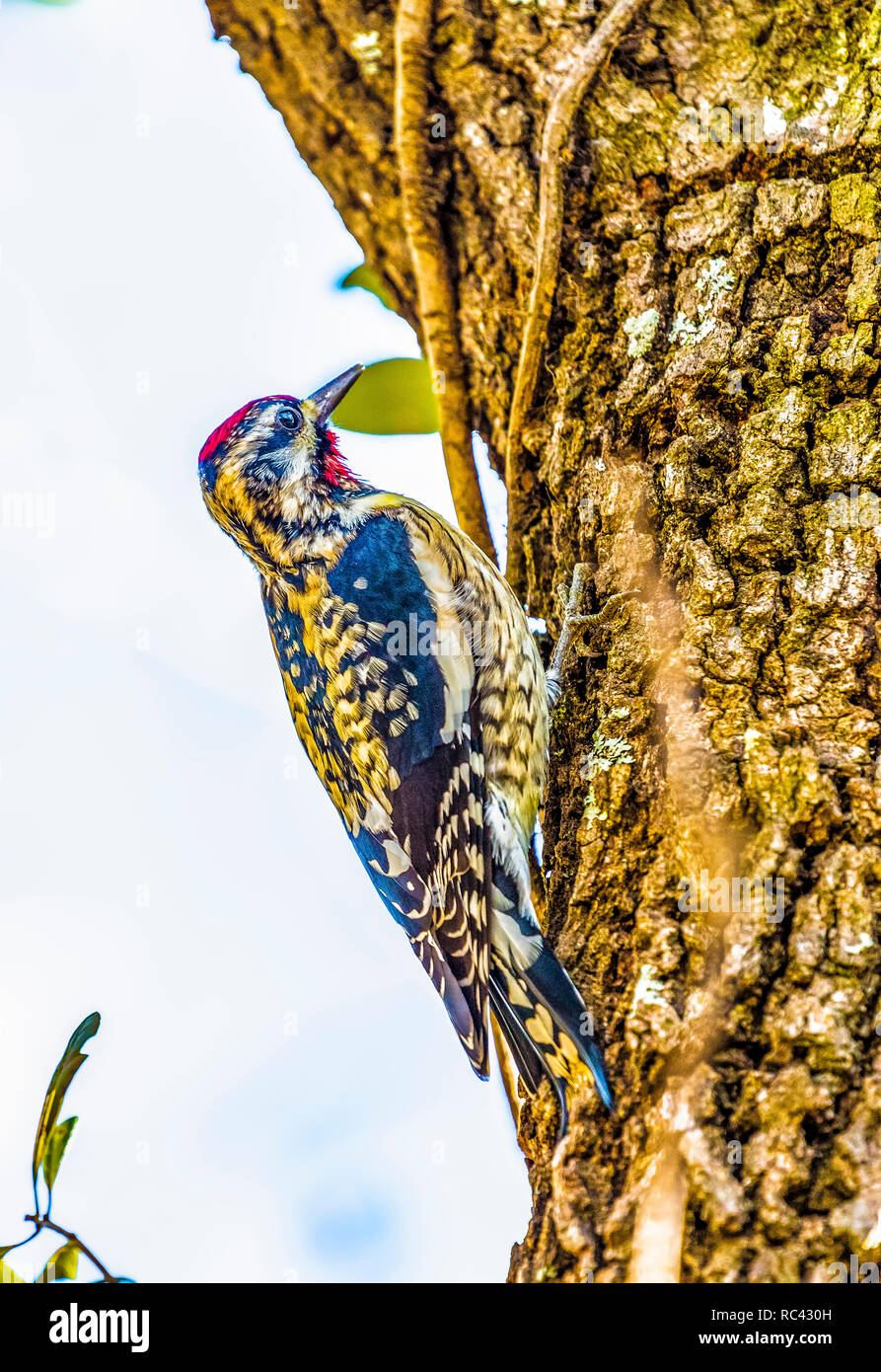Sapsucker High Resolution Stock Photography and Images - Alamy
