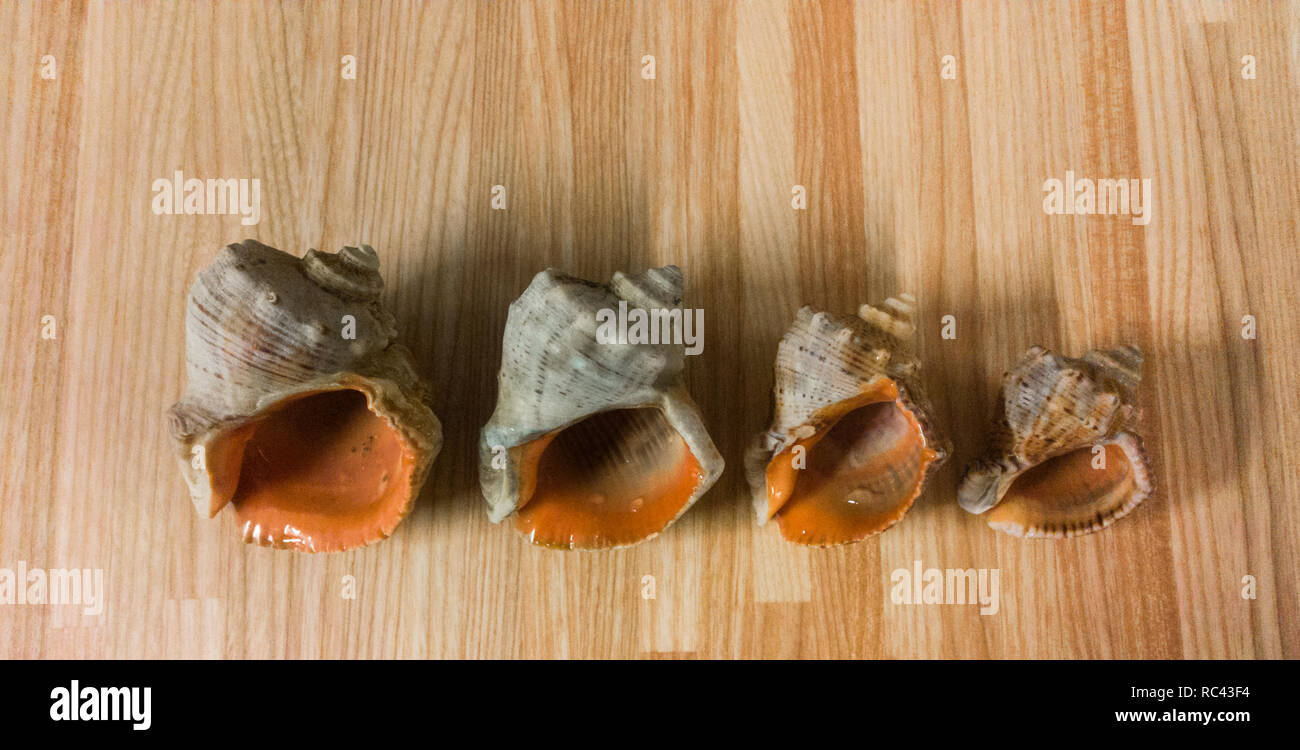 the Rapana Venoza Stock Photo - Alamy