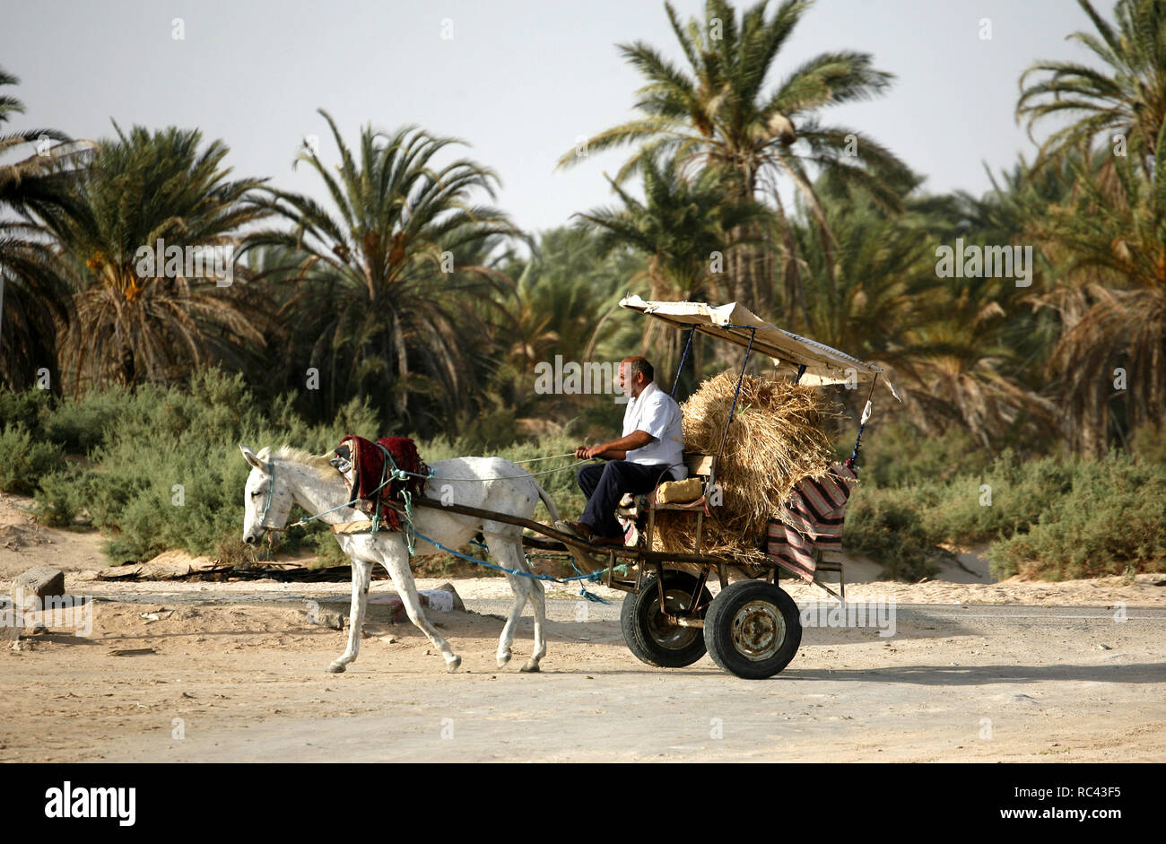 Man with donkey carriage hi-res stock photography and images - Alamy