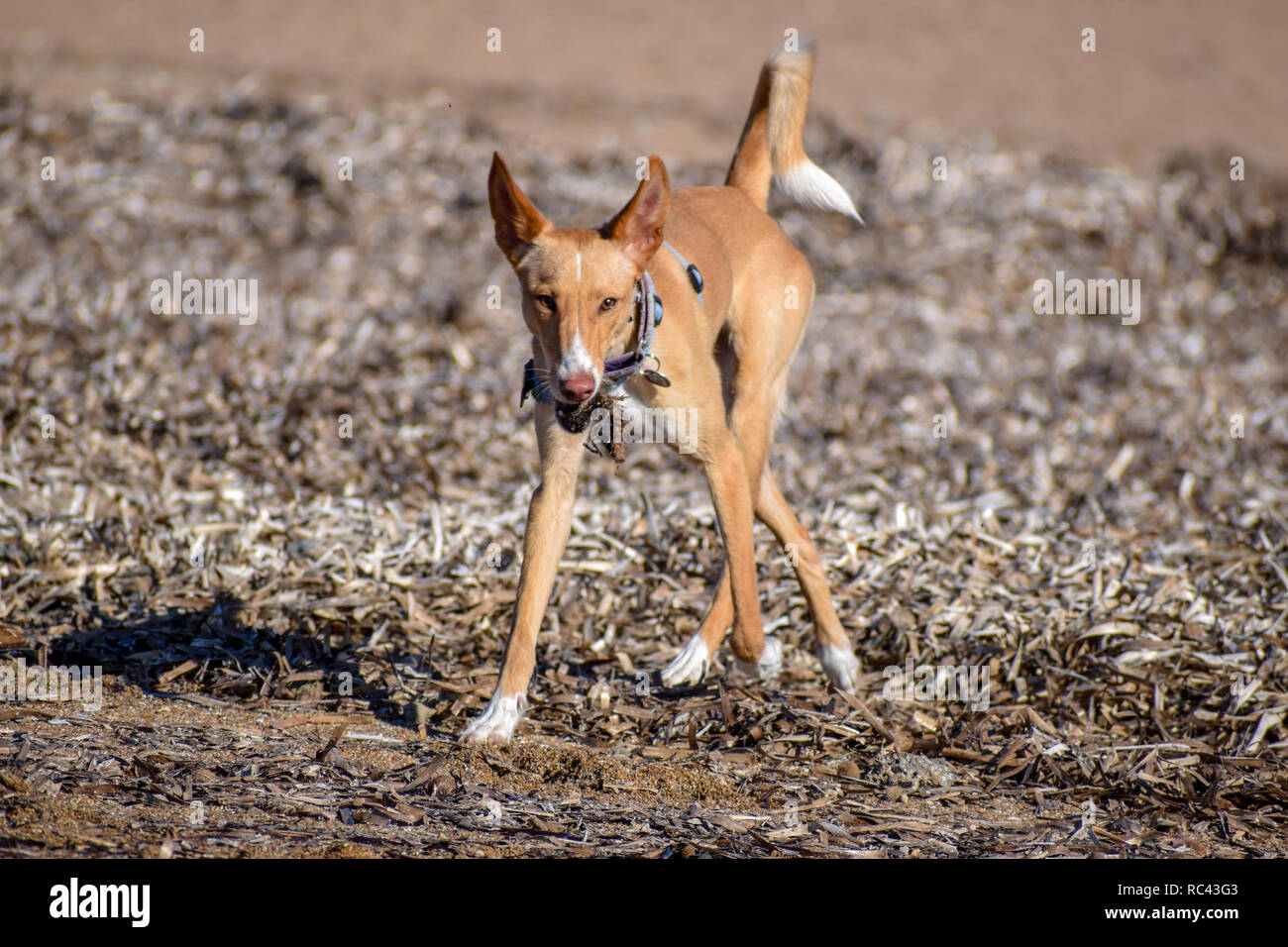 wild podenco bronw dog in the beach Stock Photo - Alamy