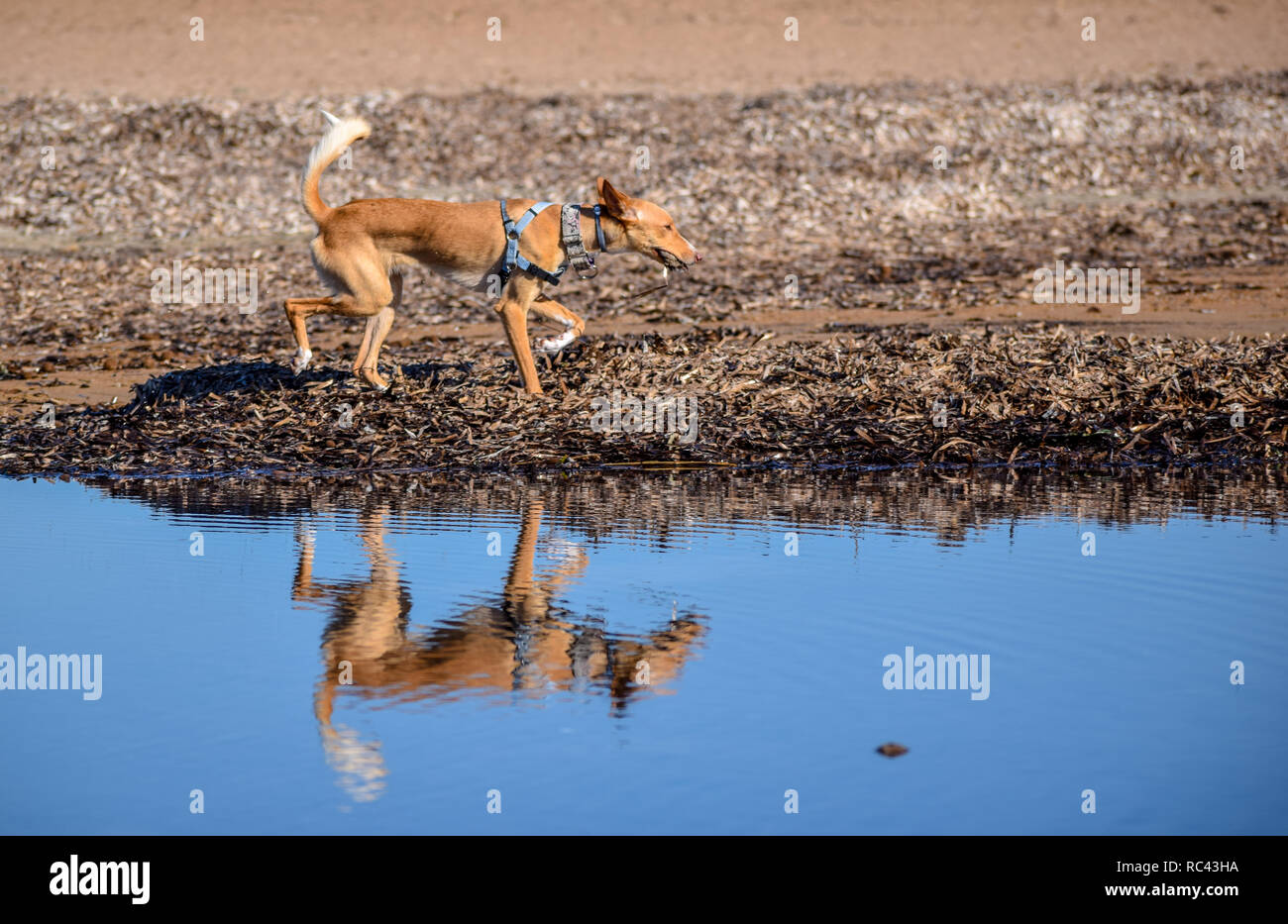 wild beautiful podenco bronw dog in the beach with reflecting in the ...