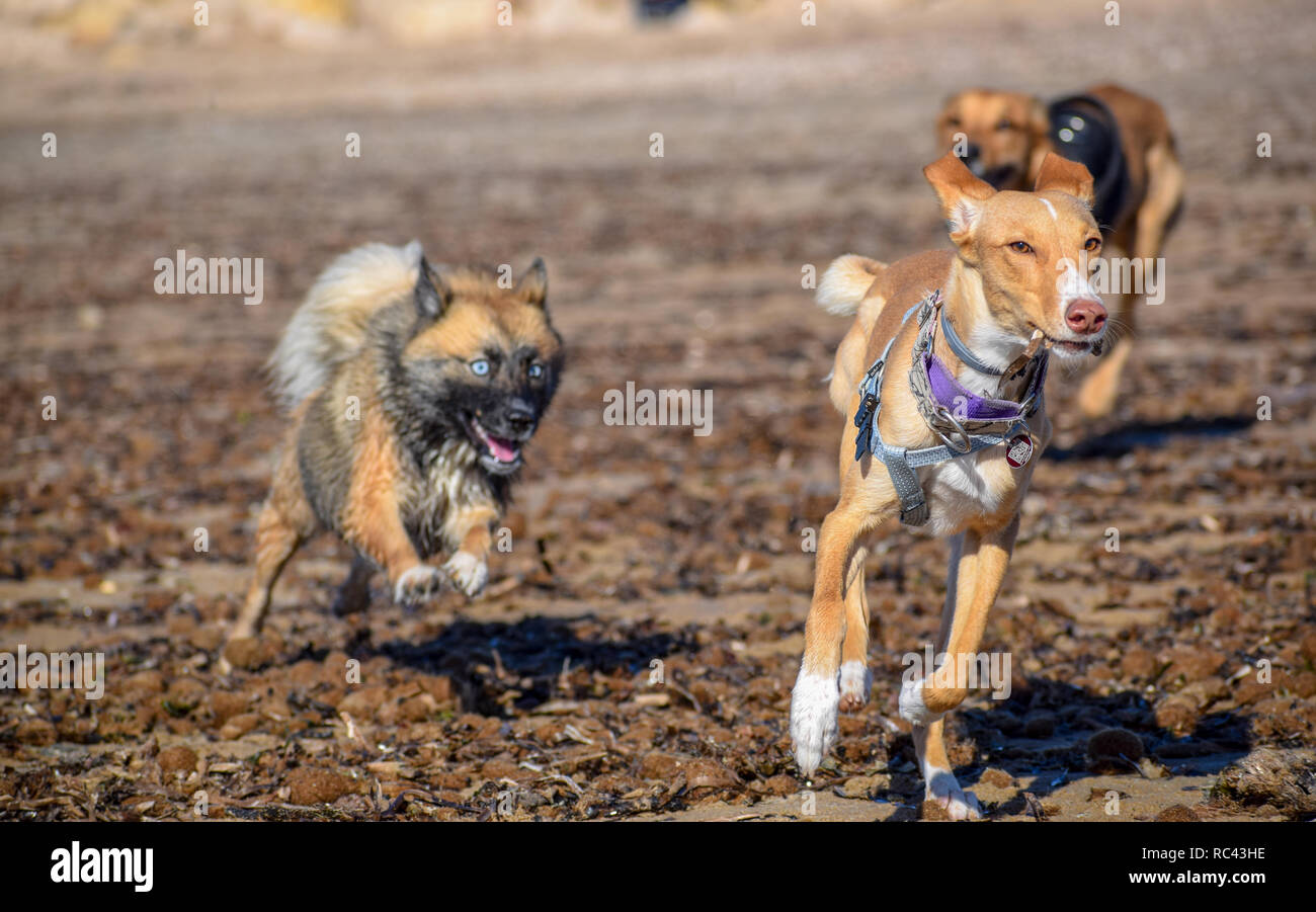 Dogs Chasing Stock Photos & Dogs Chasing Stock Images - Alamy
