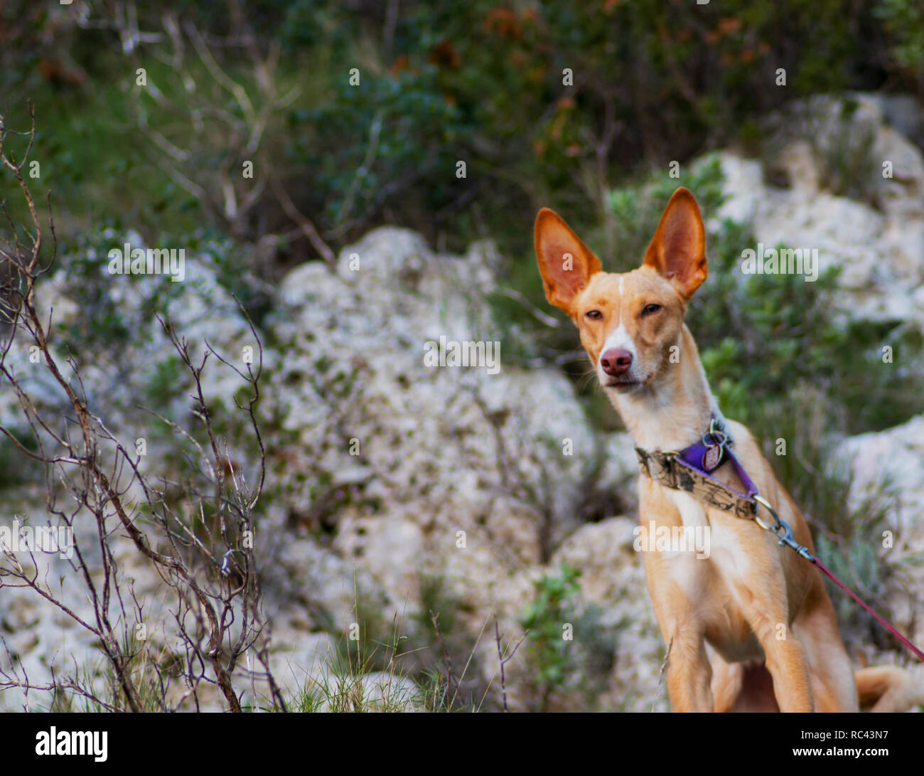 wild beautiful podenco bronw dog in the mountain Stock Photo - Alamy