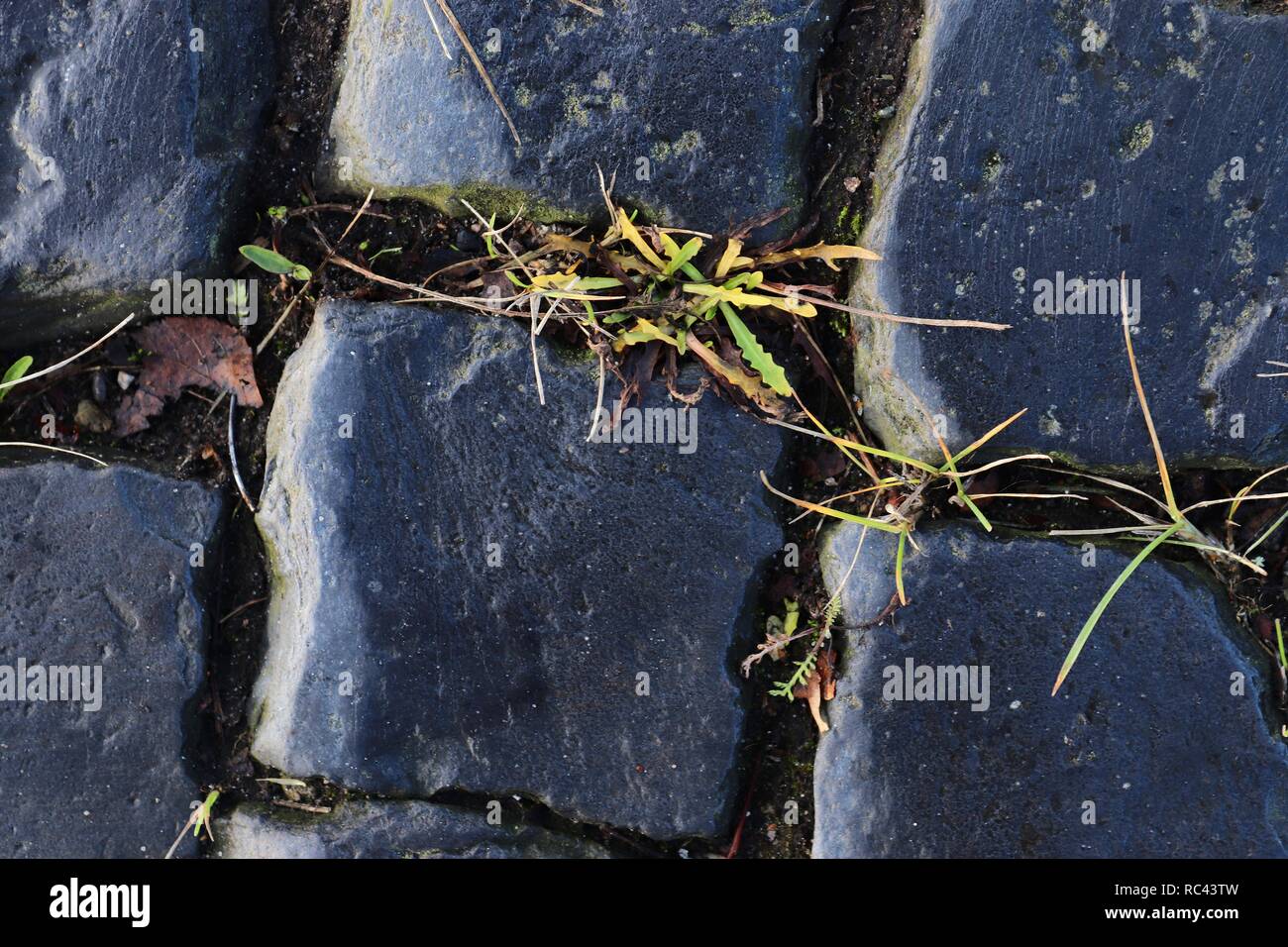 Close up surface of cobblestone in high resolution Stock Photo - Alamy
