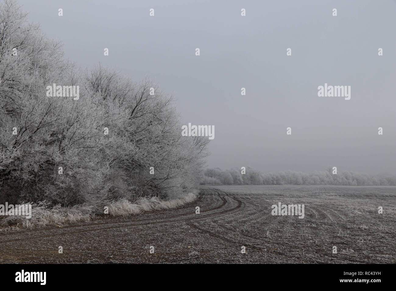 Frozen fog, the fog freezes on surface of environment when temperature ...