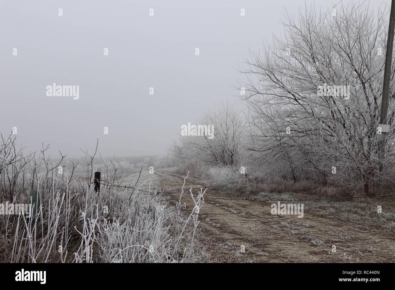 Frozen fog, the fog freezes on surface of environment when temperature ...