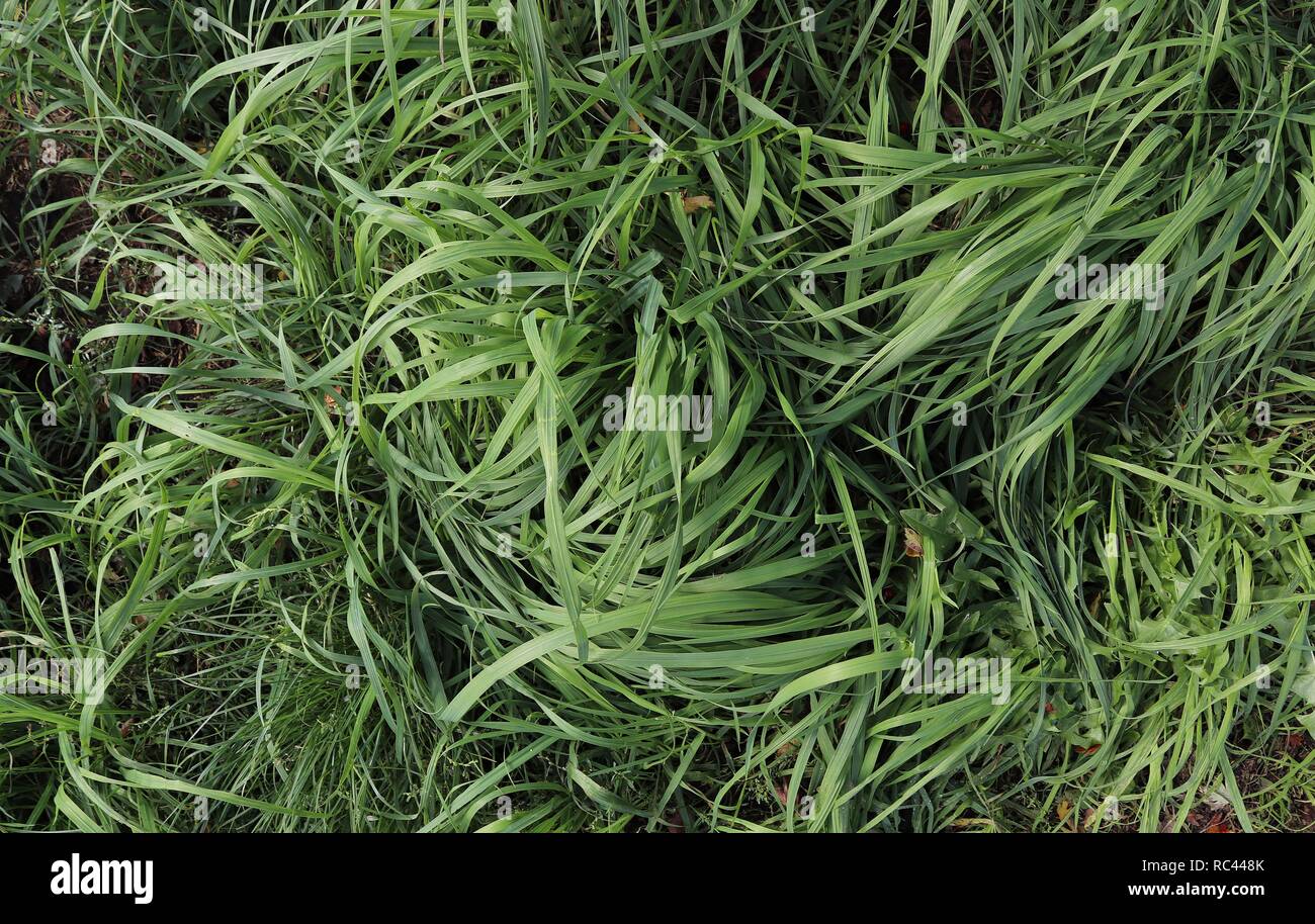 Close up surface of fresh green grass in high resolution Stock Photo ...