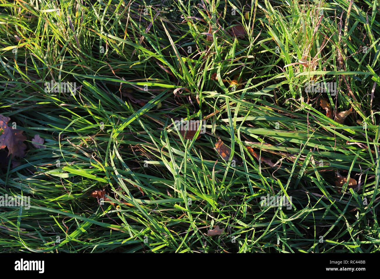 Close up surface of fresh green grass in high resolution Stock Photo ...