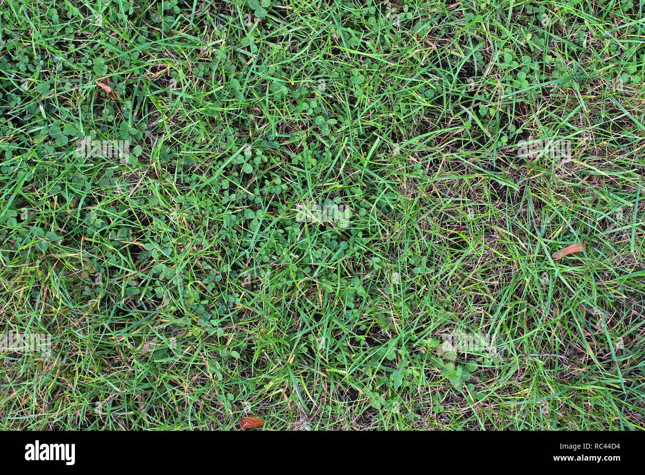 Close up surface of fresh green grass in high resolution Stock Photo ...