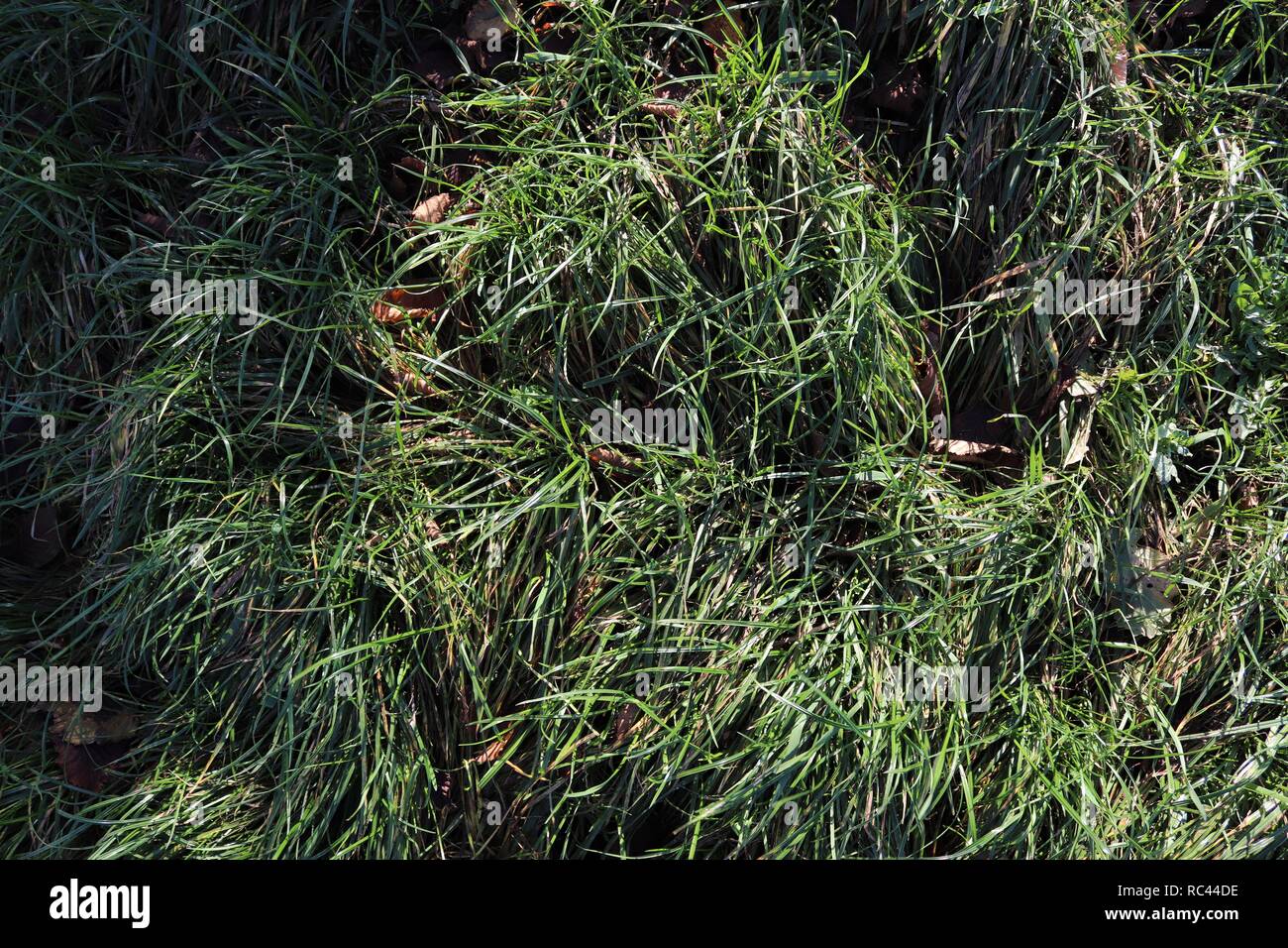 Close up surface of fresh green grass in high resolution Stock Photo ...