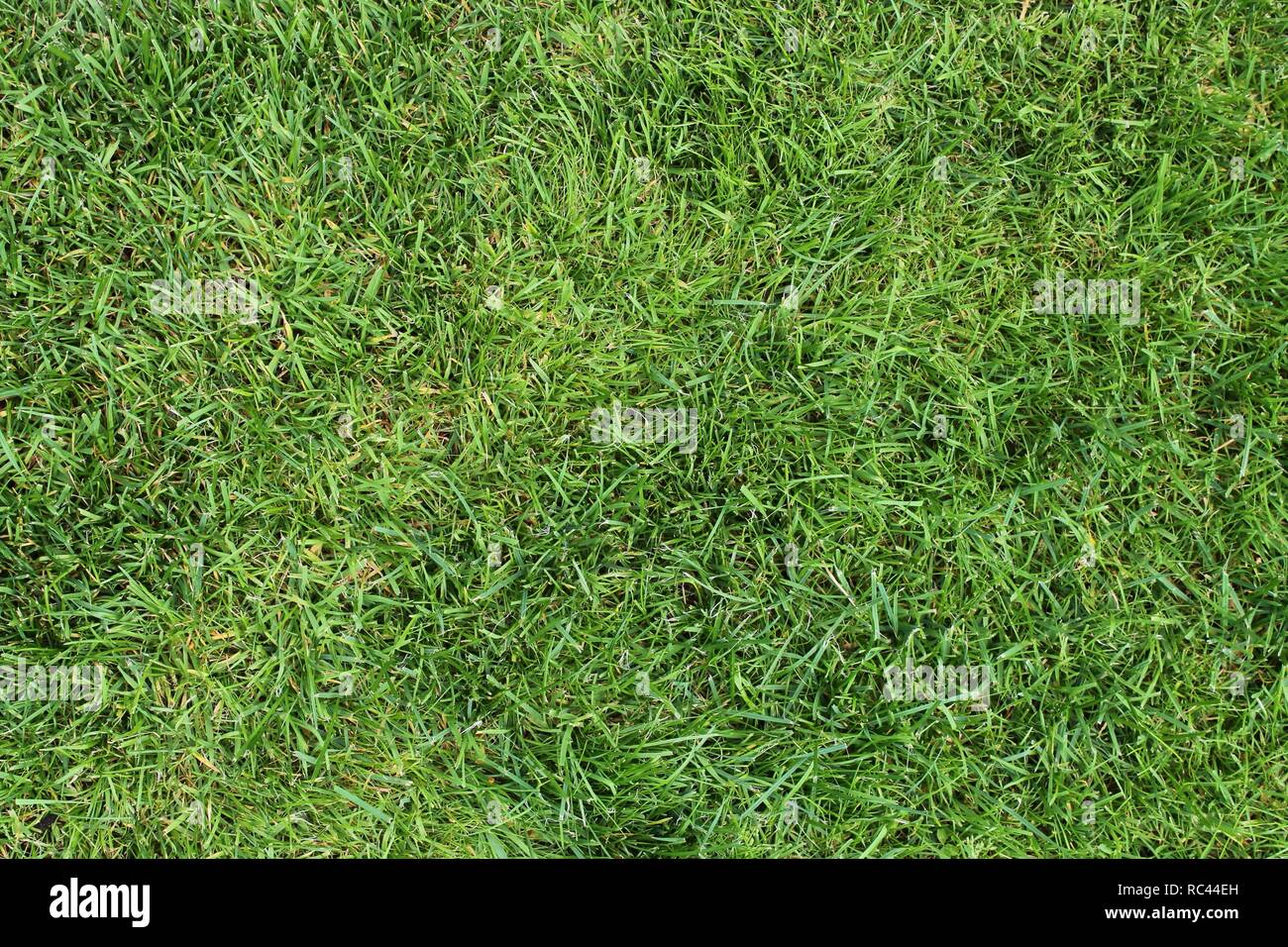 Close up surface of fresh green grass in high resolution Stock Photo ...