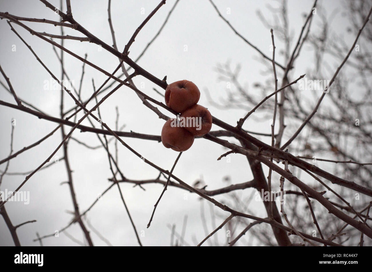 Apple tree without leaves hi-res stock photography and images - Alamy