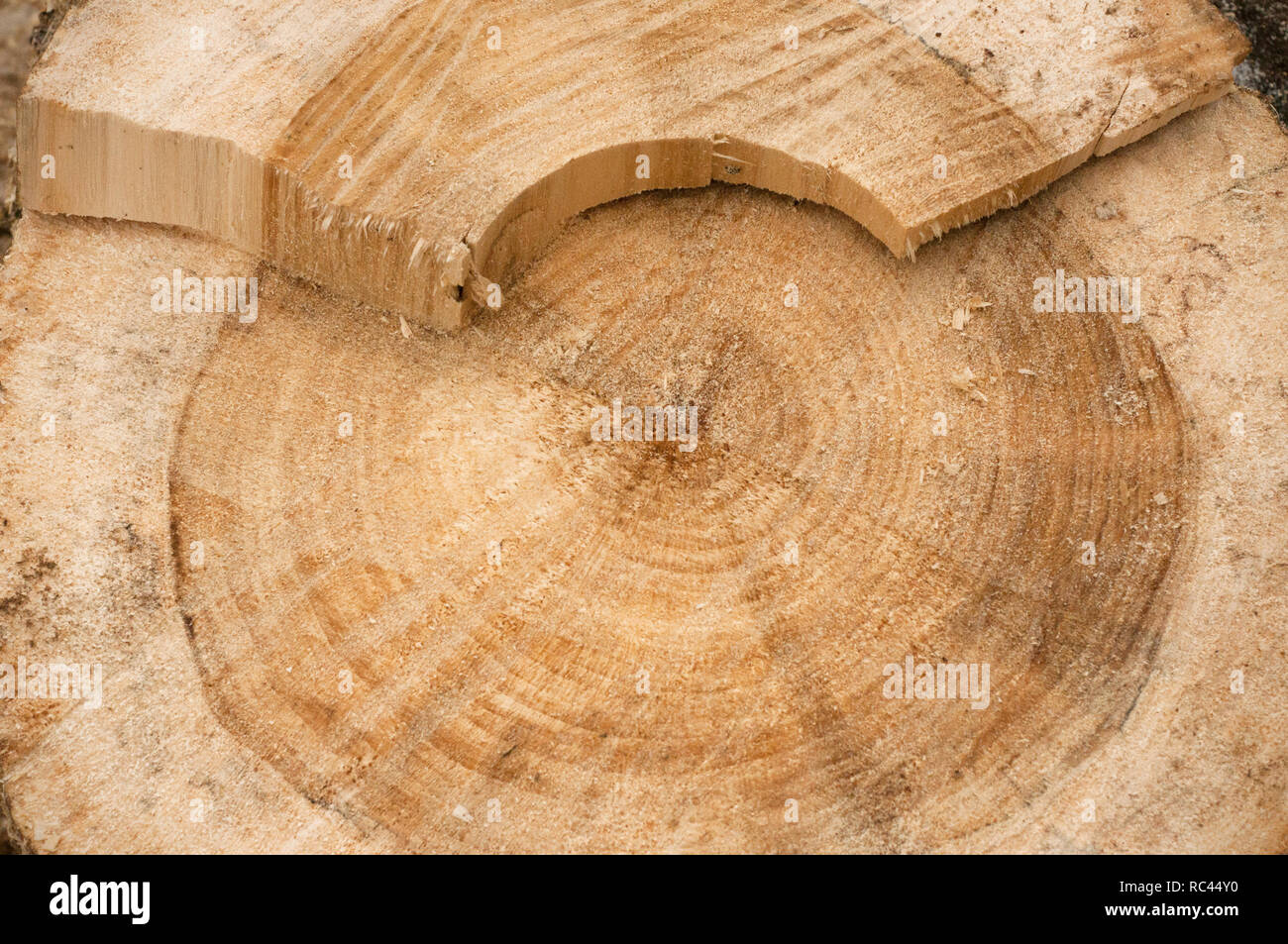 Closeup macro view of end cut wood tree section with cracks and annual ...