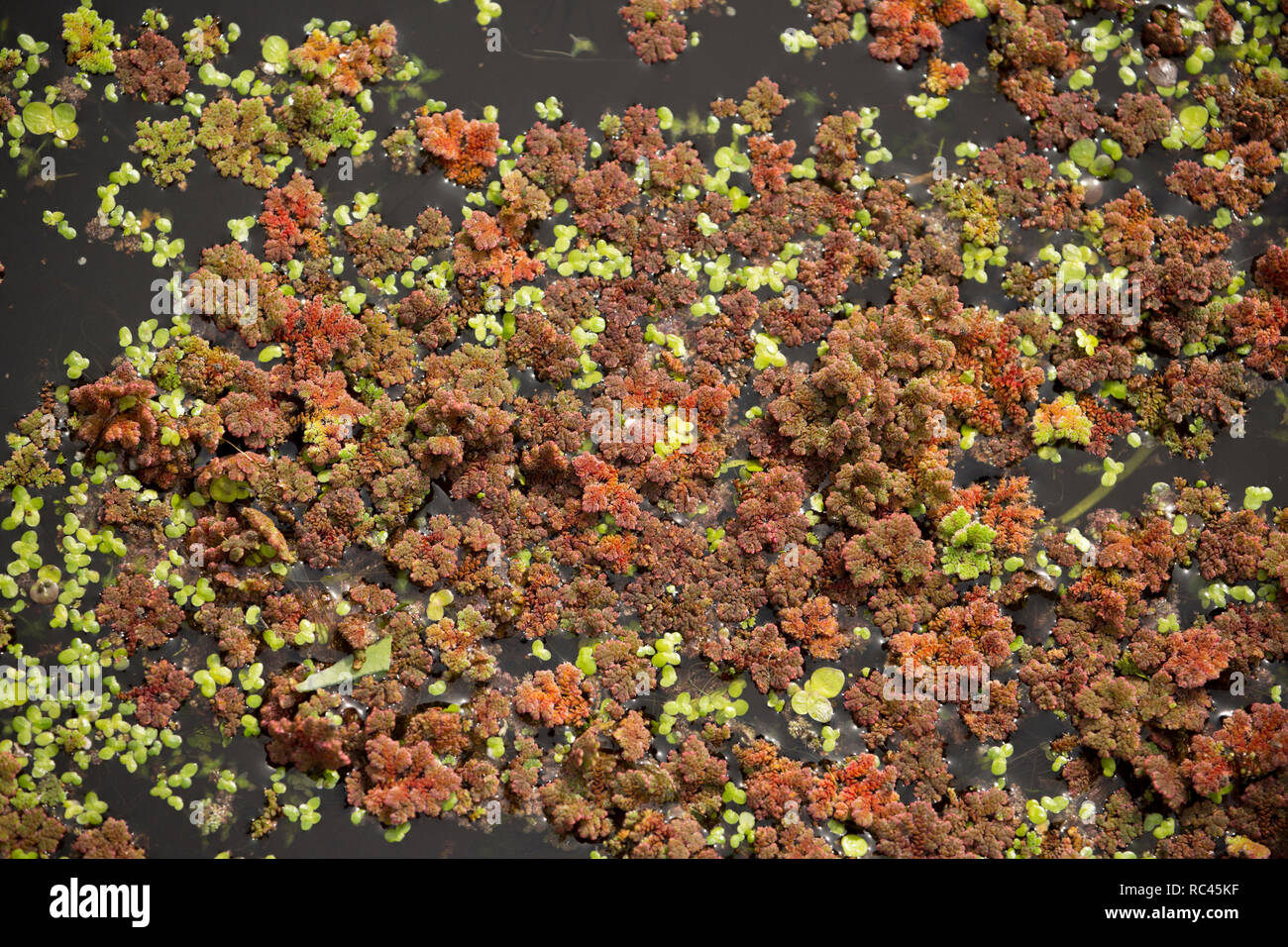 Red azolla hi-res stock photography and images - Alamy