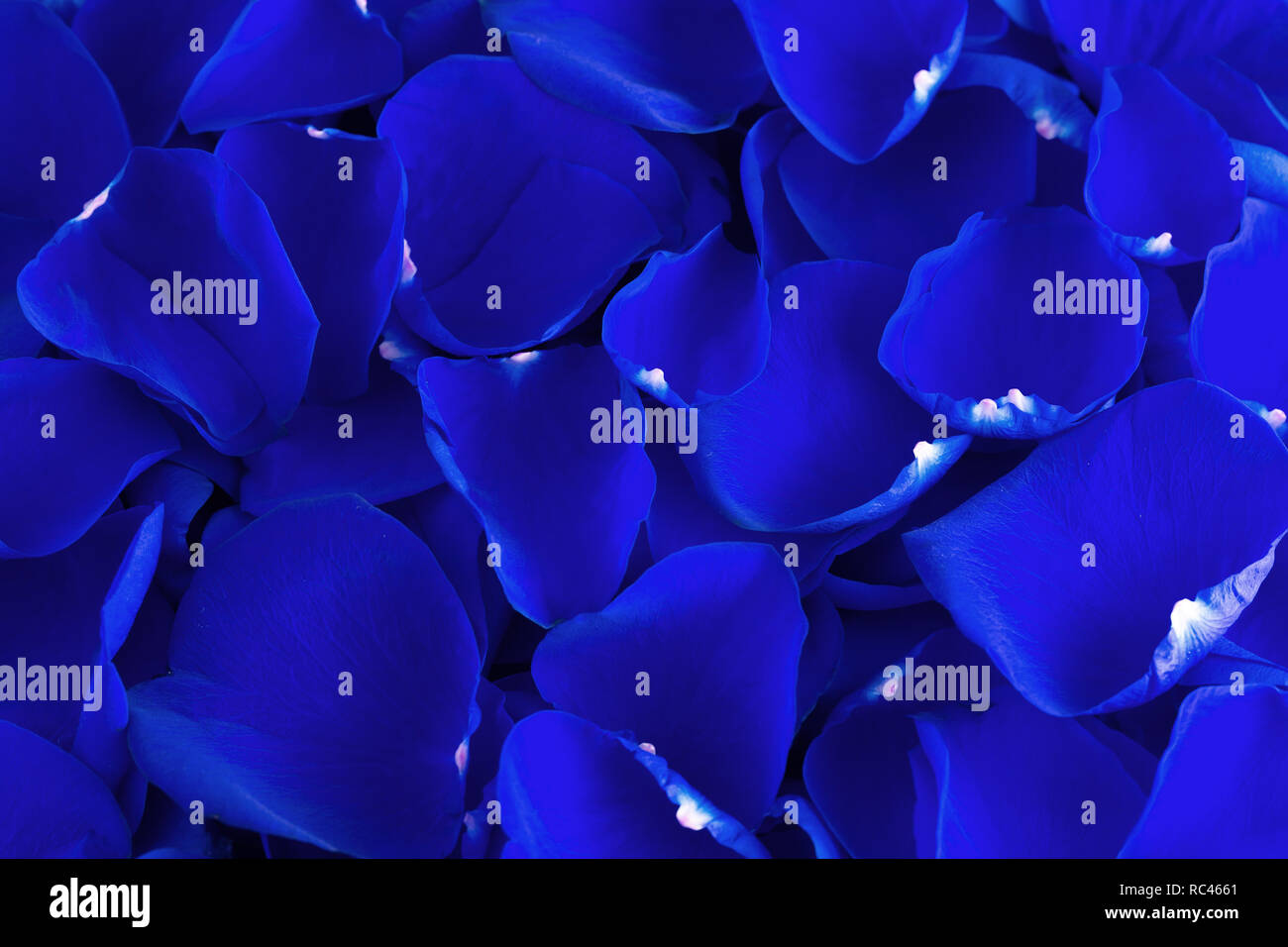 A Background of Fresh Blue Rose Petals Stock Photo - Alamy