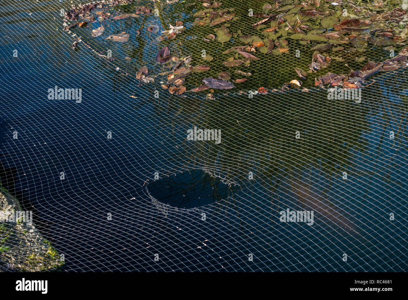 Closeup damaged netting with a hole in the nets that are protecting ...