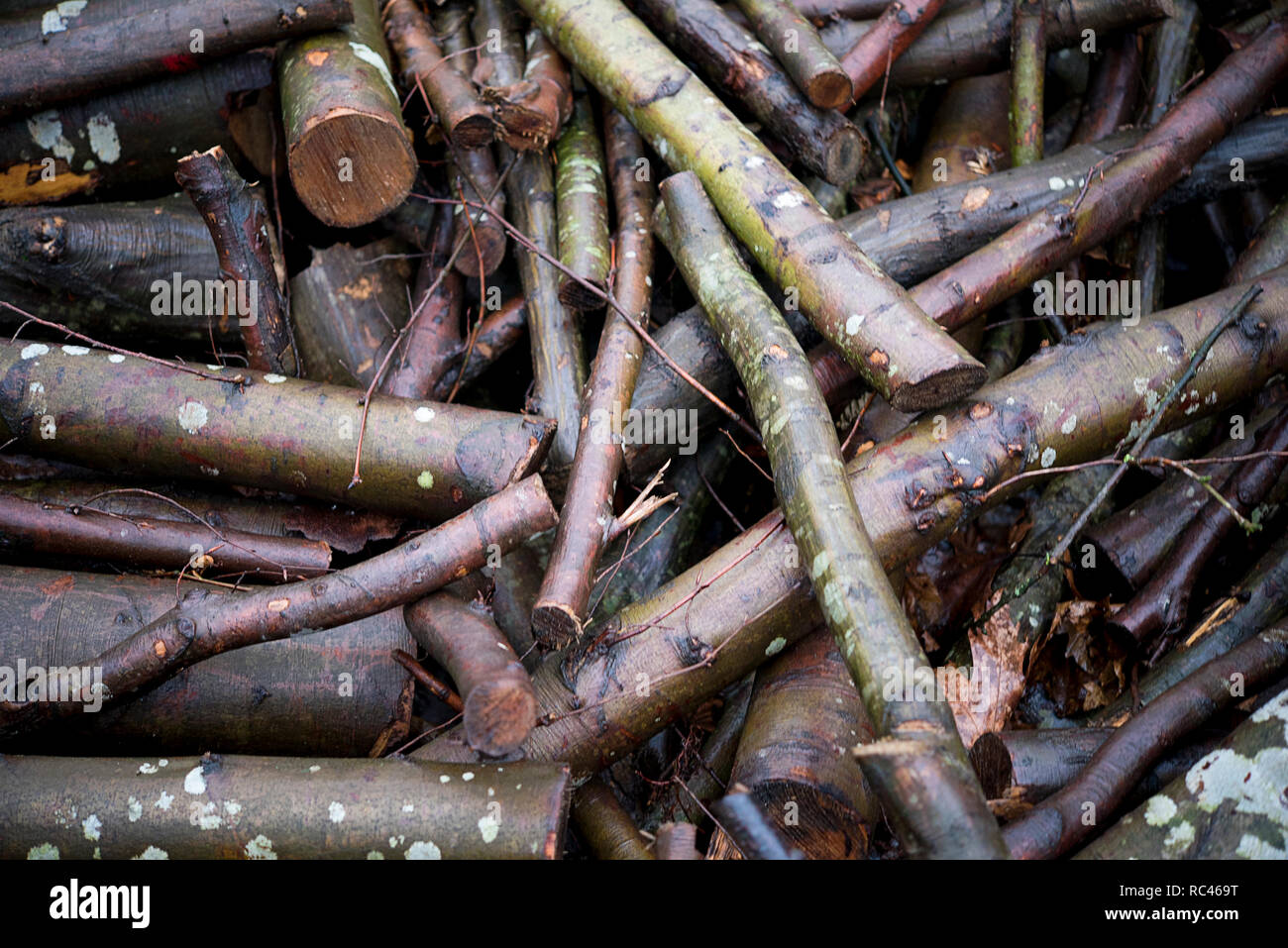 Hand cutting tree branches hi-res stock photography and images - Alamy