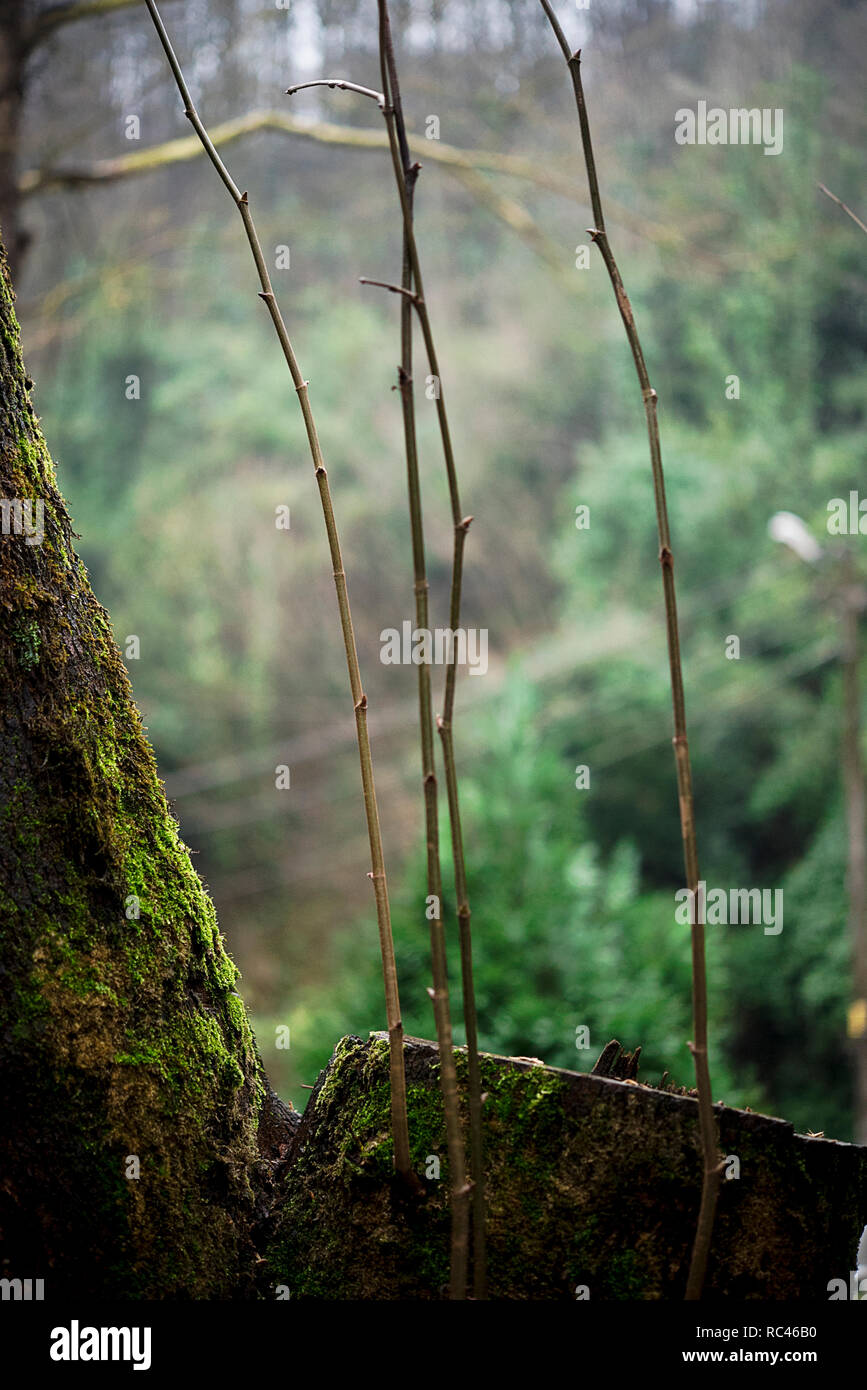 Pine forest snowfall winter hi-res stock photography and images - Alamy