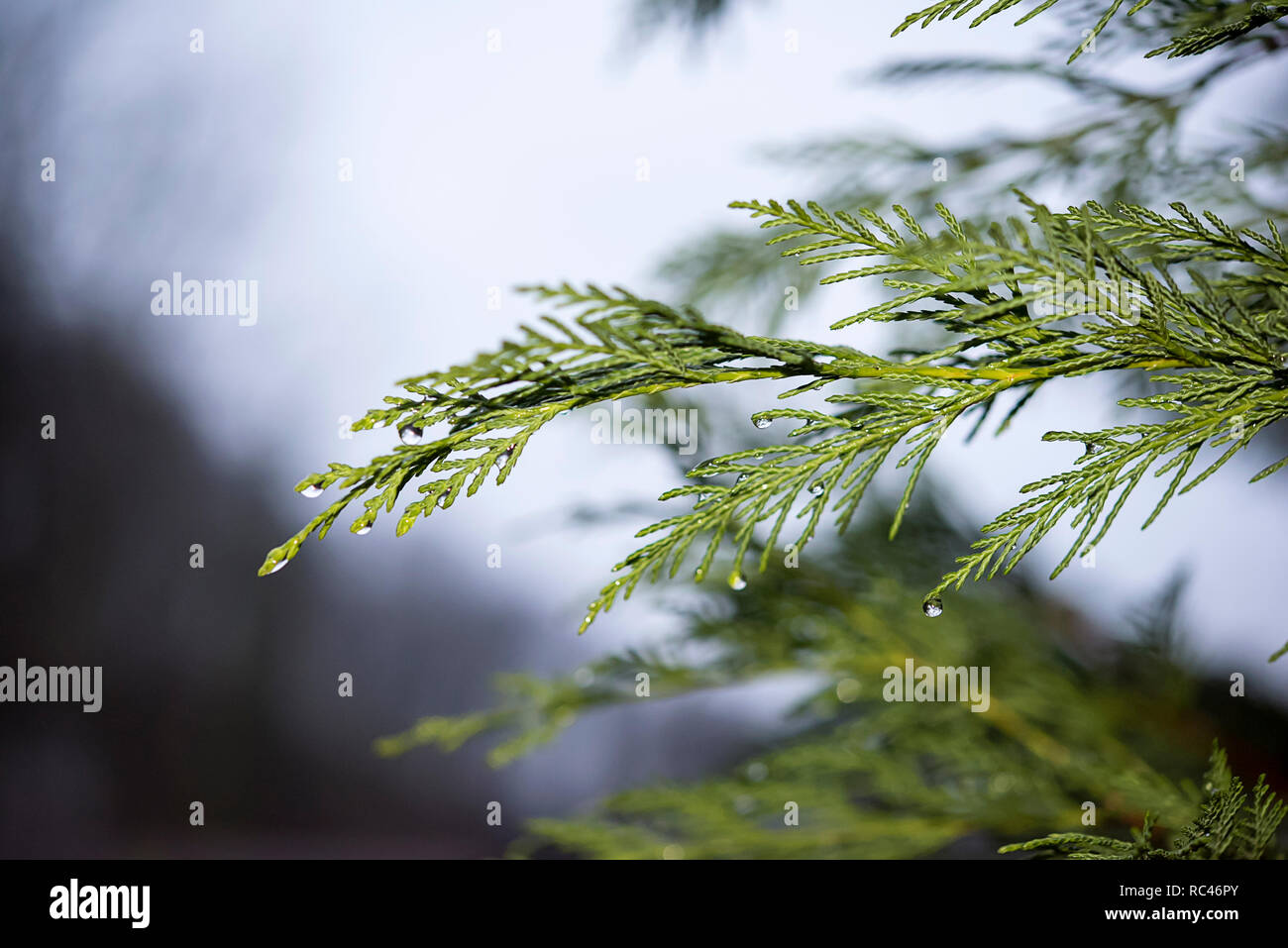 rain drops on pine tree brunch Stock Photo - Alamy