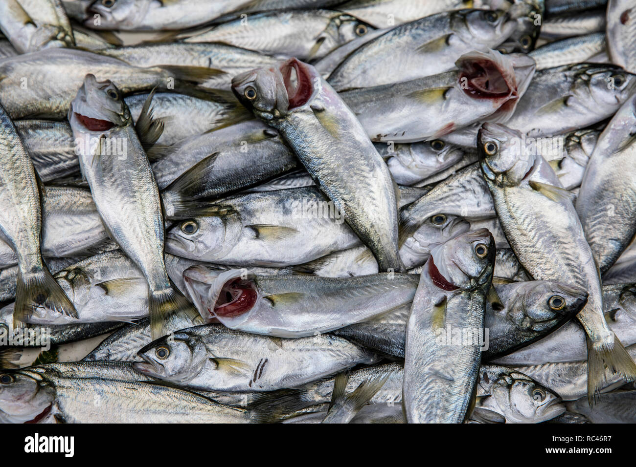 Fresh fish (bluefish) in the basket at the market Bluefish at local ...