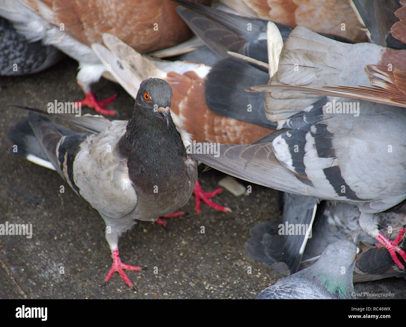 Feeding pigeons bangkok hi-res stock photography and images - Alamy