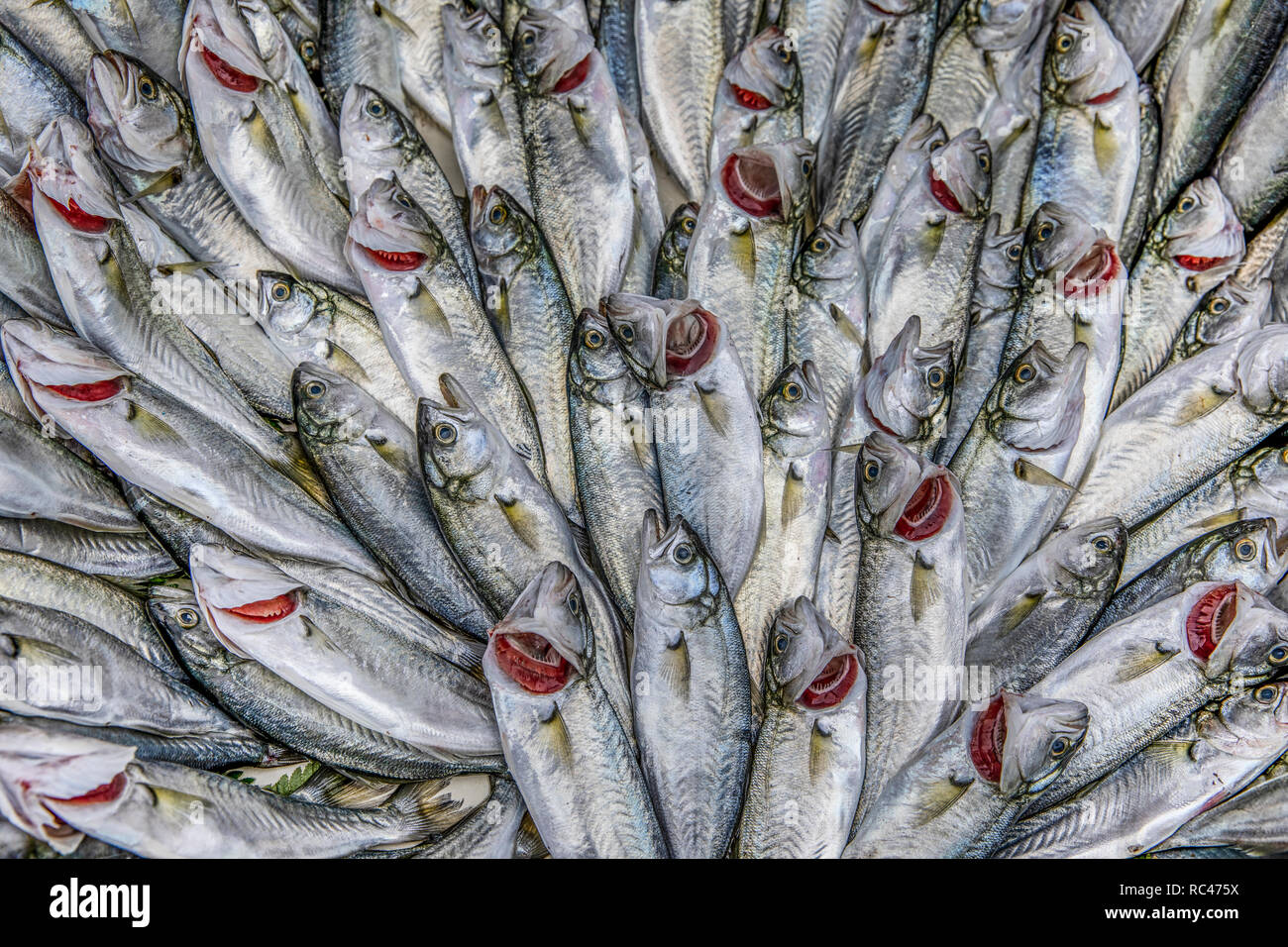 Fresh fish (bluefish) in the basket at the market Bluefish at local ...
