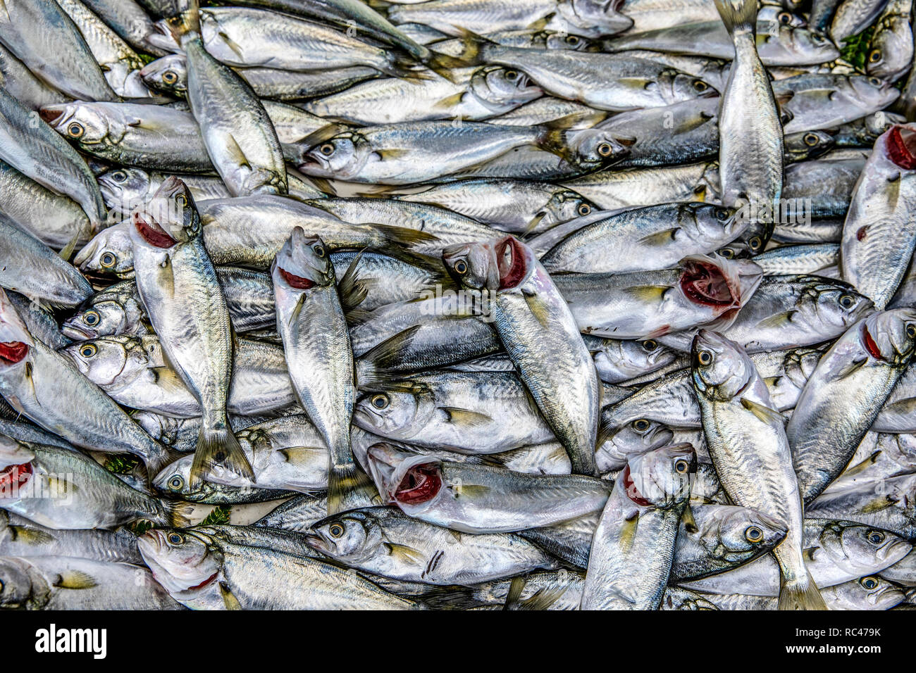 Fresh fish (bluefish) in the basket at the market Bluefish at local ...