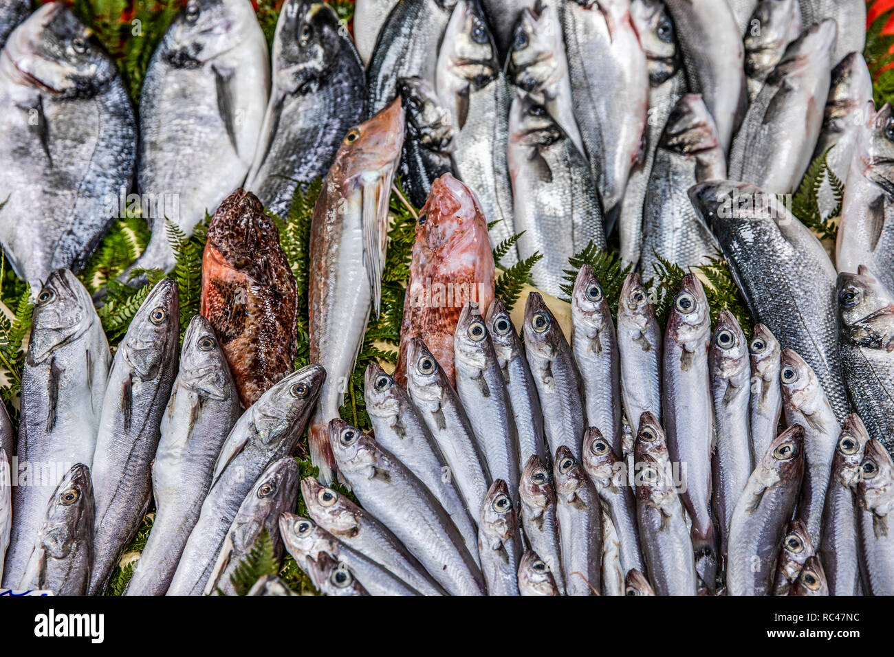Blue fin sea bream hi-res stock photography and images - Alamy