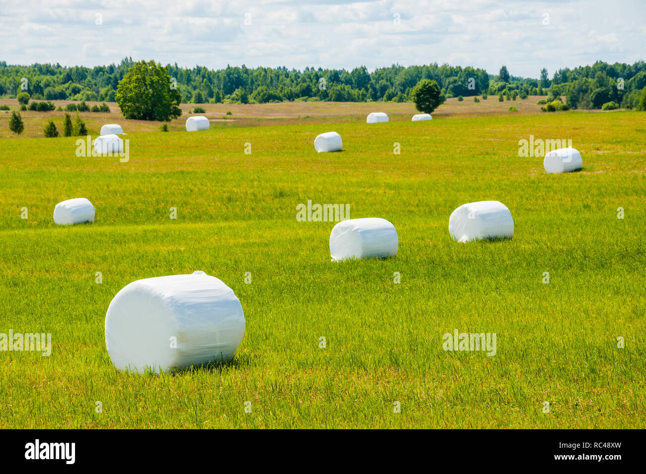Many white sacks of mown and packed hay laid out on the green field ...
