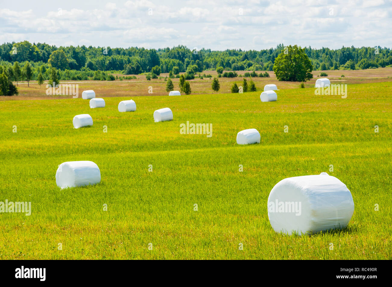 Many white sacks of mown and packed hay laid out on the green field ...