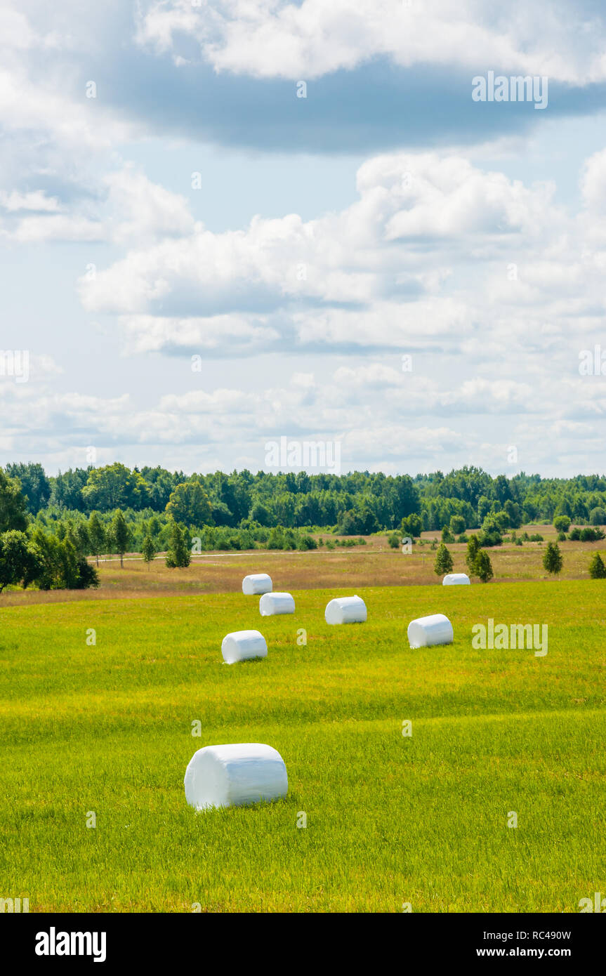 Many white sacks of mown and packed hay laid out on the green field ...