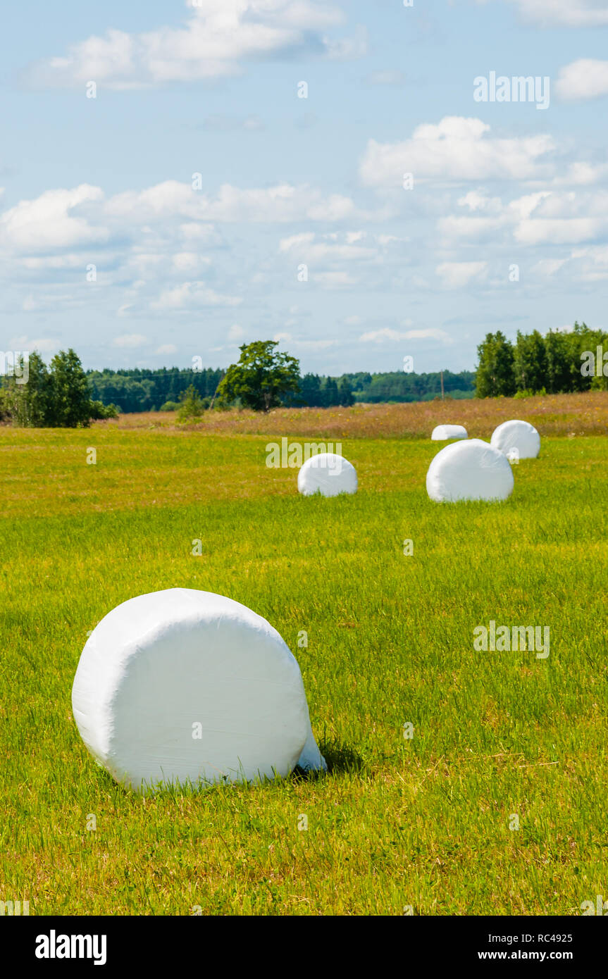Many white sacks of mown and packed hay laid out on the green field ...