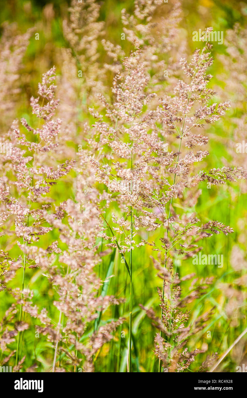 Temperate Grassland Plants Names