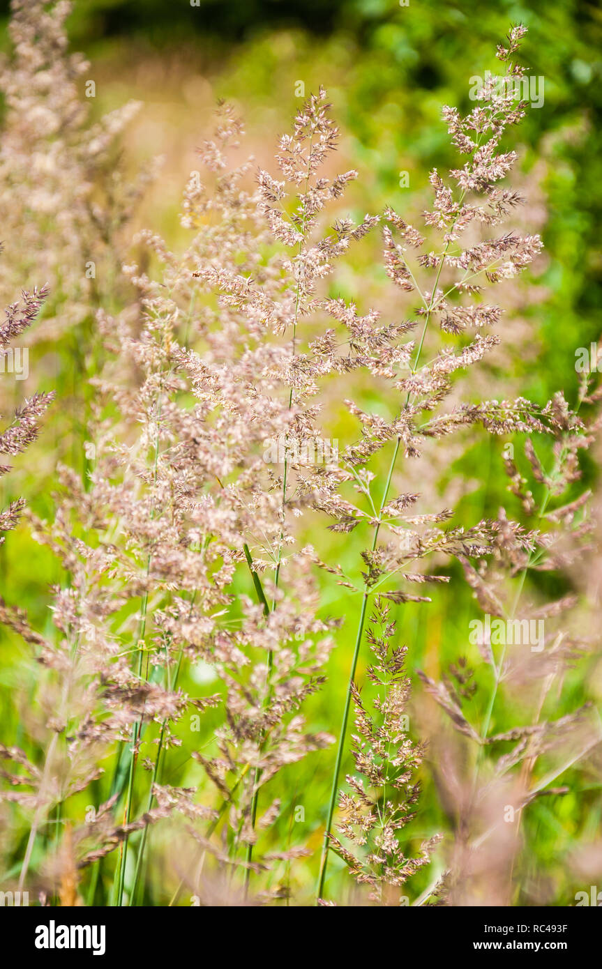 Wild growing Poa grass plant stems, genus of about 500 species of ...