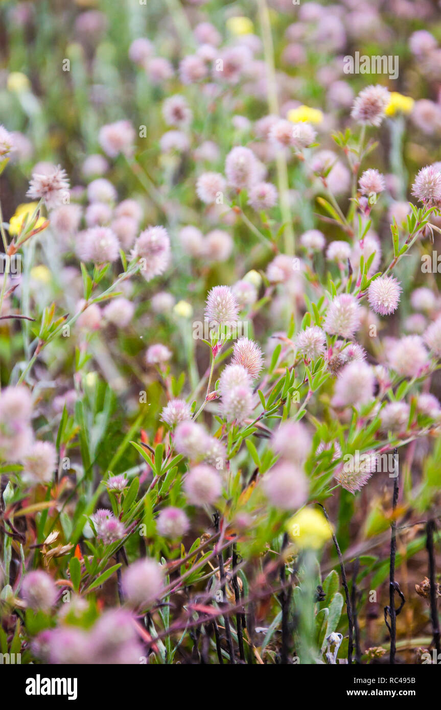 Bunch of wild blooming Trifolium arvense flowers, commonly known as ...