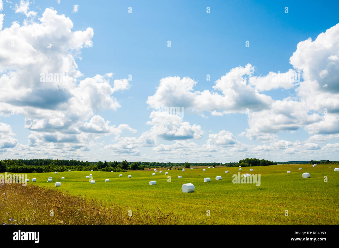 Many white sacks of mown and packed hay laid out on the green field ...