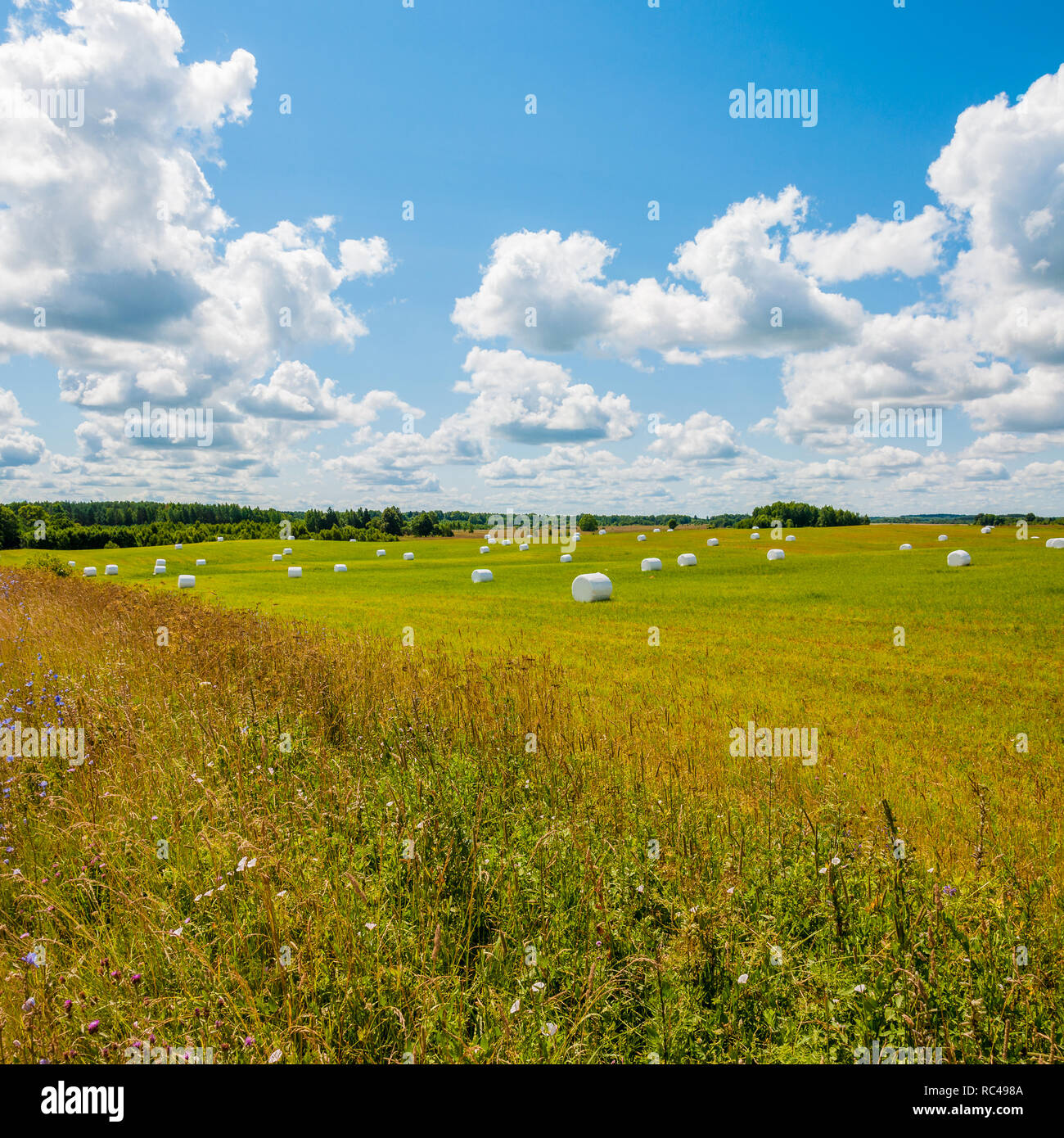 Many white sacks of mown and packed hay laid out on the green field ...