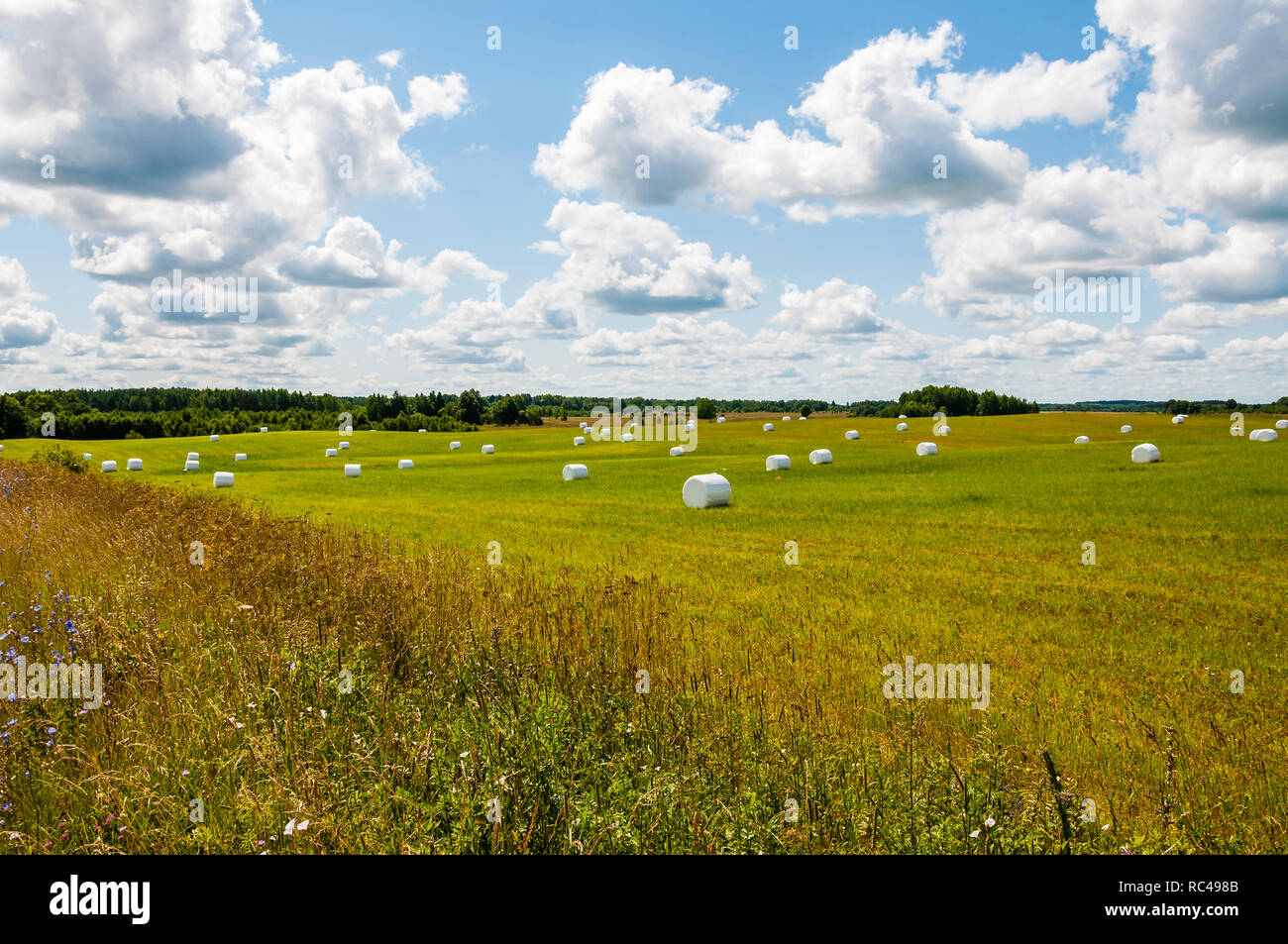 Many white sacks of mown and packed hay laid out on the green field ...