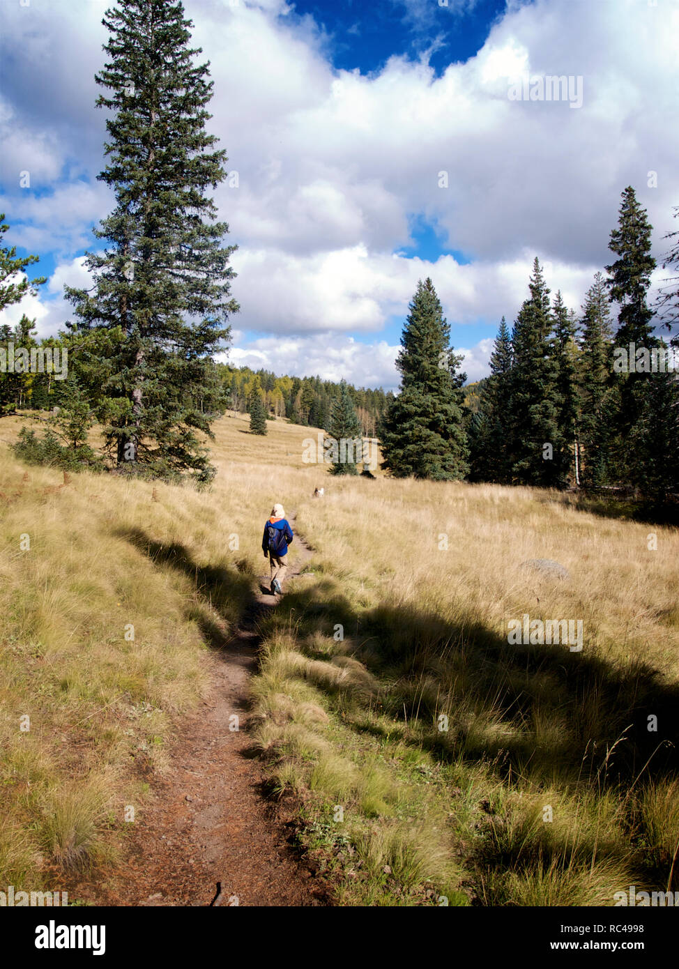 Pinetop and arizona hi-res stock photography and images - Alamy