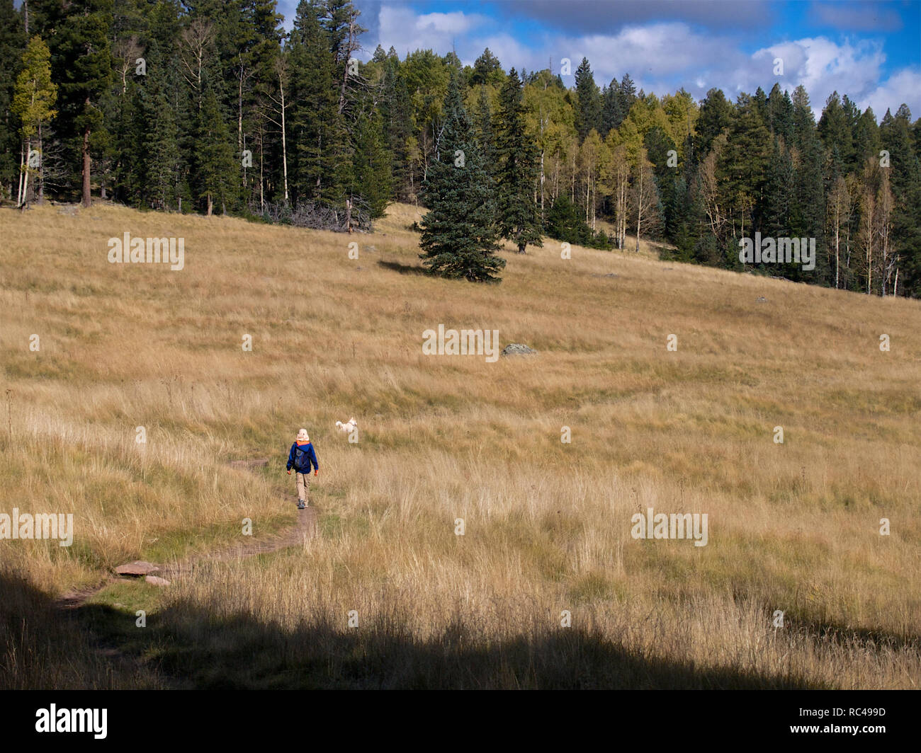 Hiking in Pinetop Stock Photo - Alamy