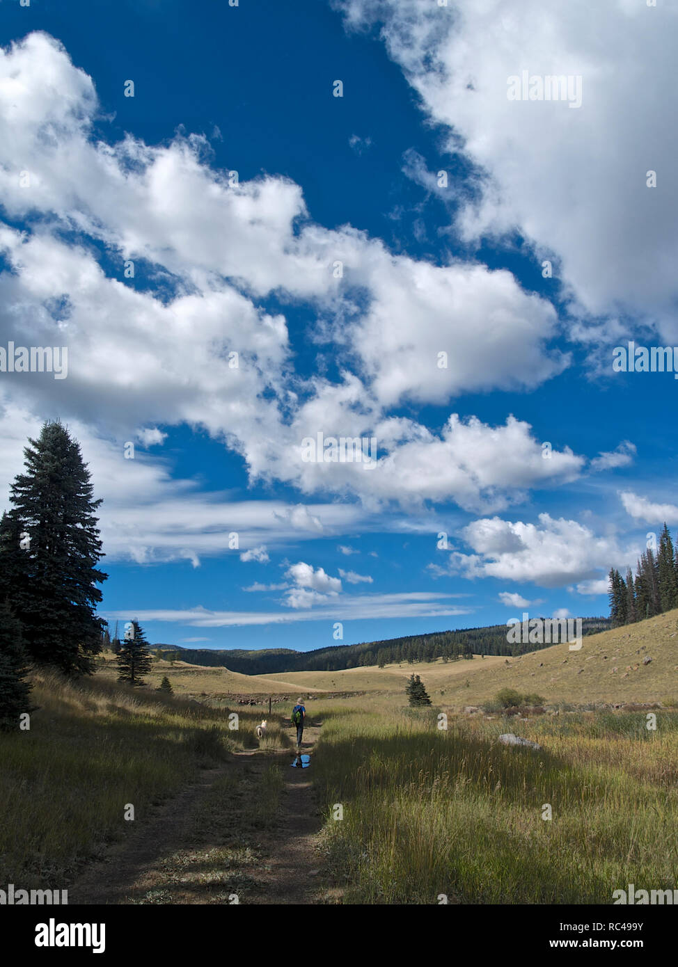 Hiking in Pinetop Stock Photo - Alamy